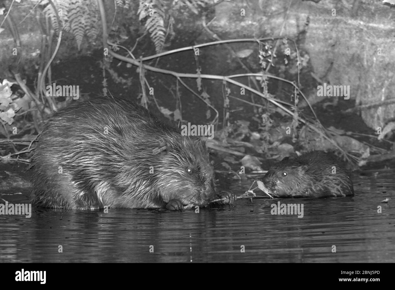 Beaver river otter devon rewilding hi-res stock photography and images ...