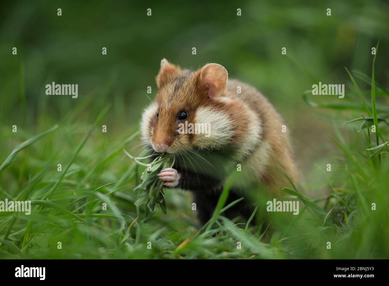 Cricetus cricetus hi-res stock photography and images - Alamy