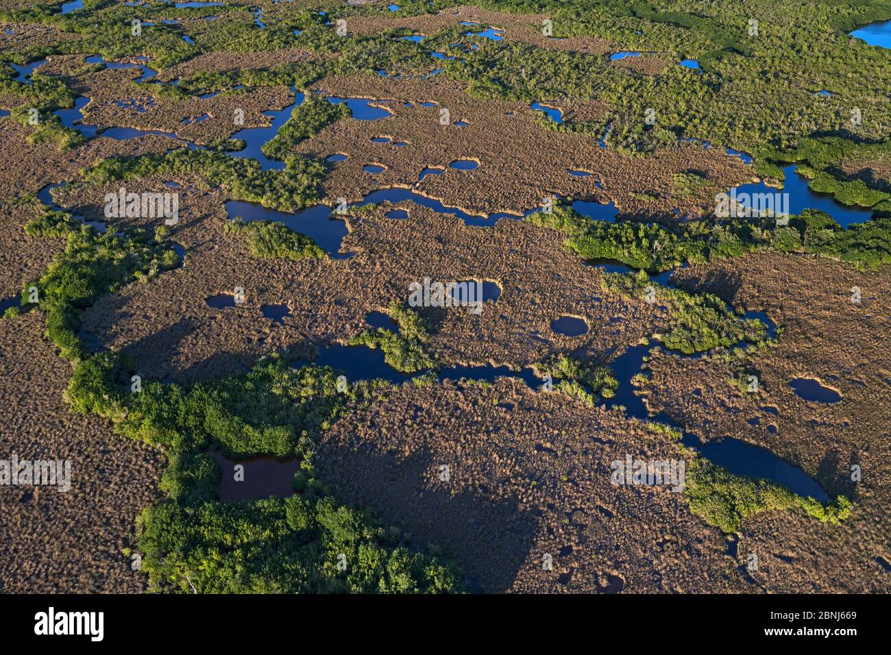 Grassland, Wetland, with mangrove and cypress trees, aerial shot ...
