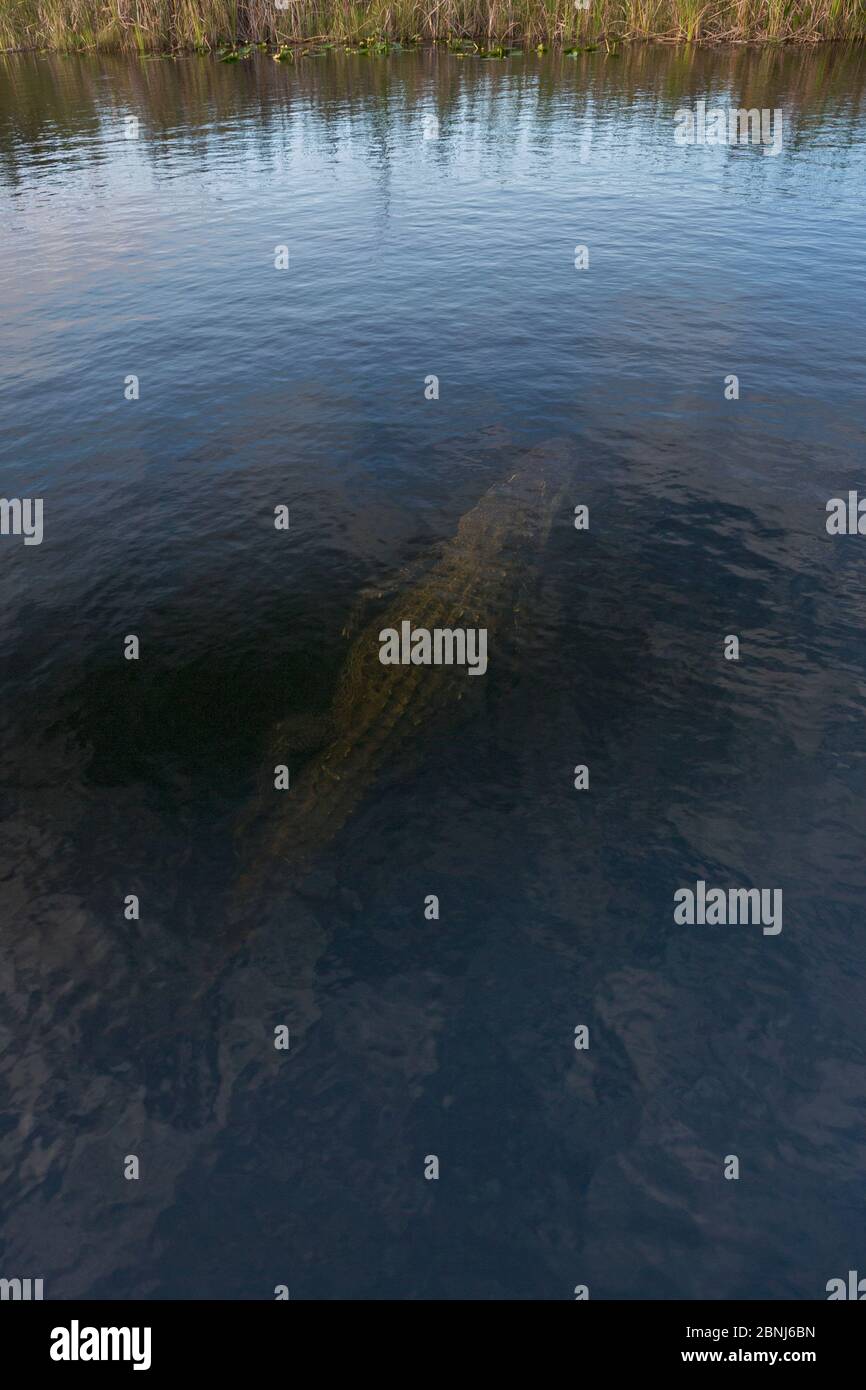 American alligator (Alligator mississippiensis) diving, Everglades, USA ...