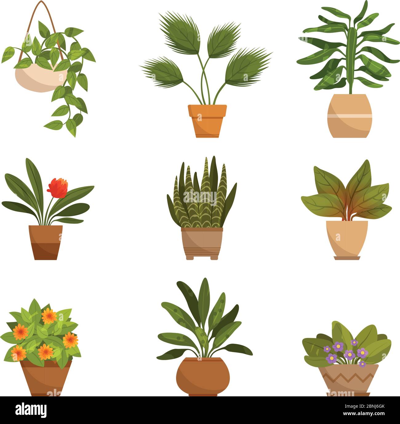 Illustrations set of home decorative plants. Vector pictures isolate on ...