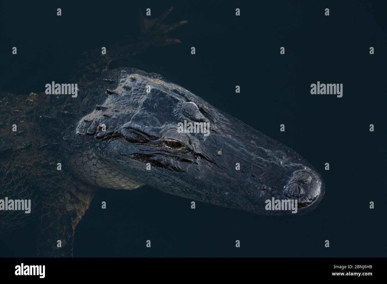 American alligator (Alligator mississippiensis), seen from above ...