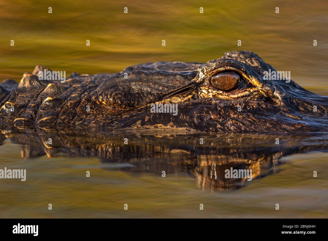 American alligator (Alligator mississippiensis) detail of eye ...