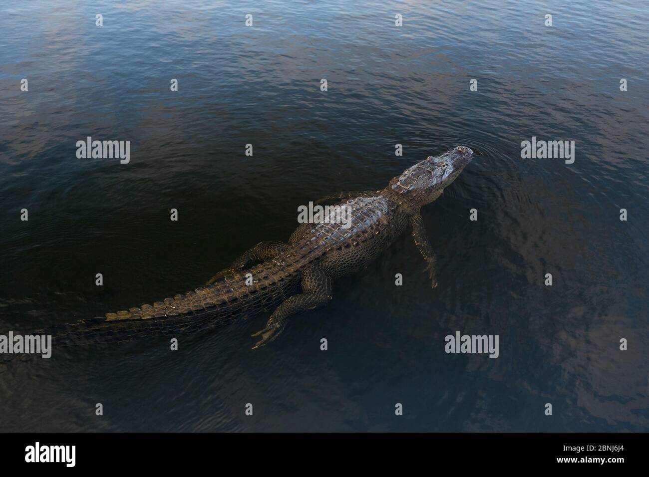 American alligator (Alligator mississippiensis) in water, high angle ...