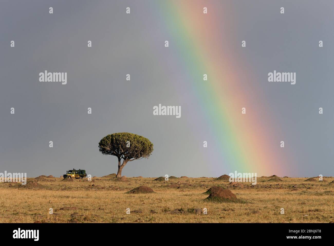Savanna with candelabra tree (Euphorbia candelabrum) termite mounds ...