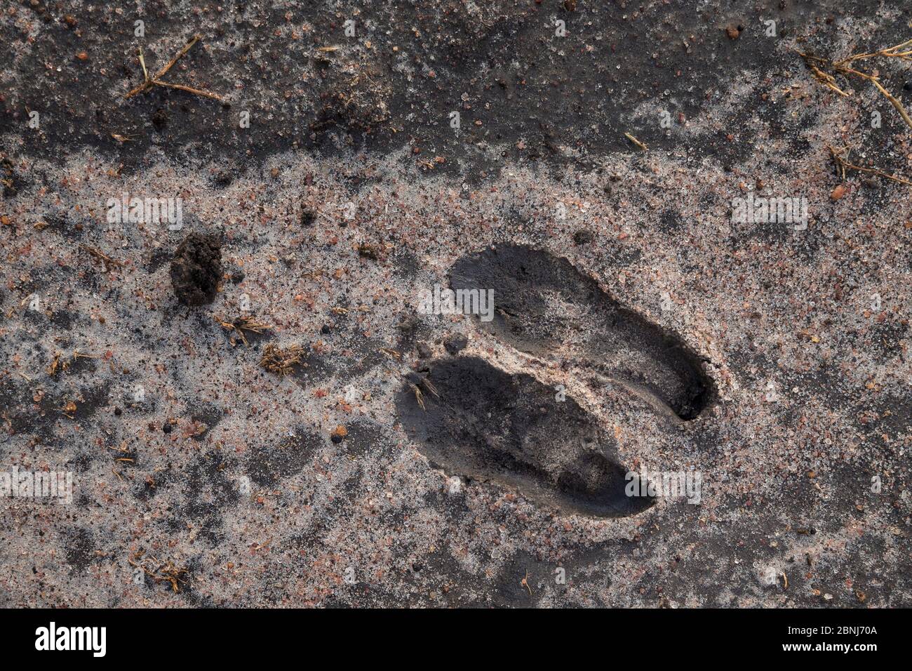 Blue wildebeest track hi-res stock photography and images - Alamy