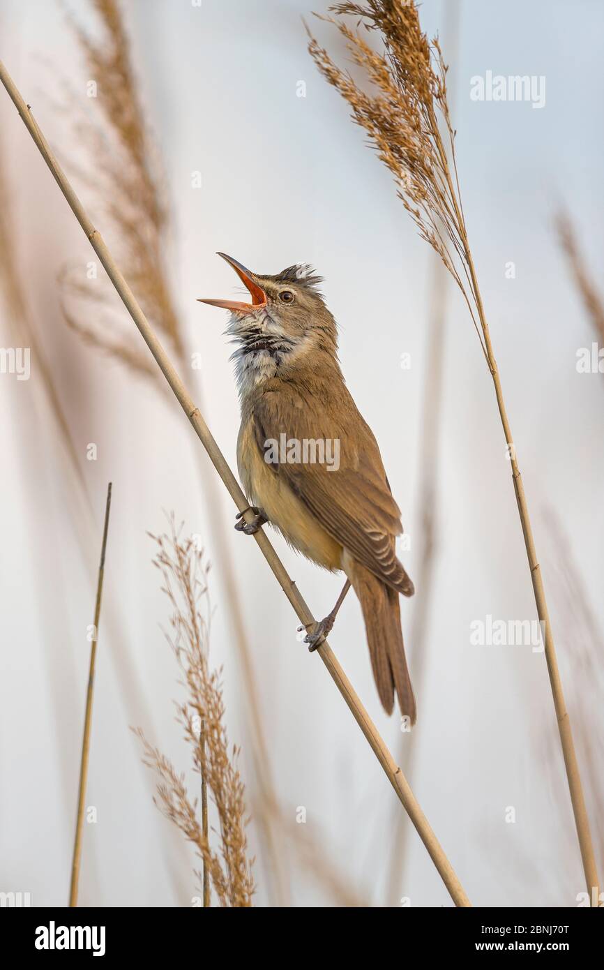 Great reed-warbler (Acrocephalus arundinaceus) singing in reed, Lake ...