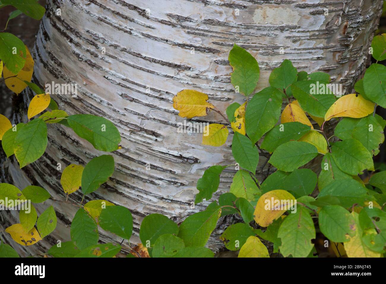 Birch betula sp tree in autumn hi-res stock photography and images - Alamy