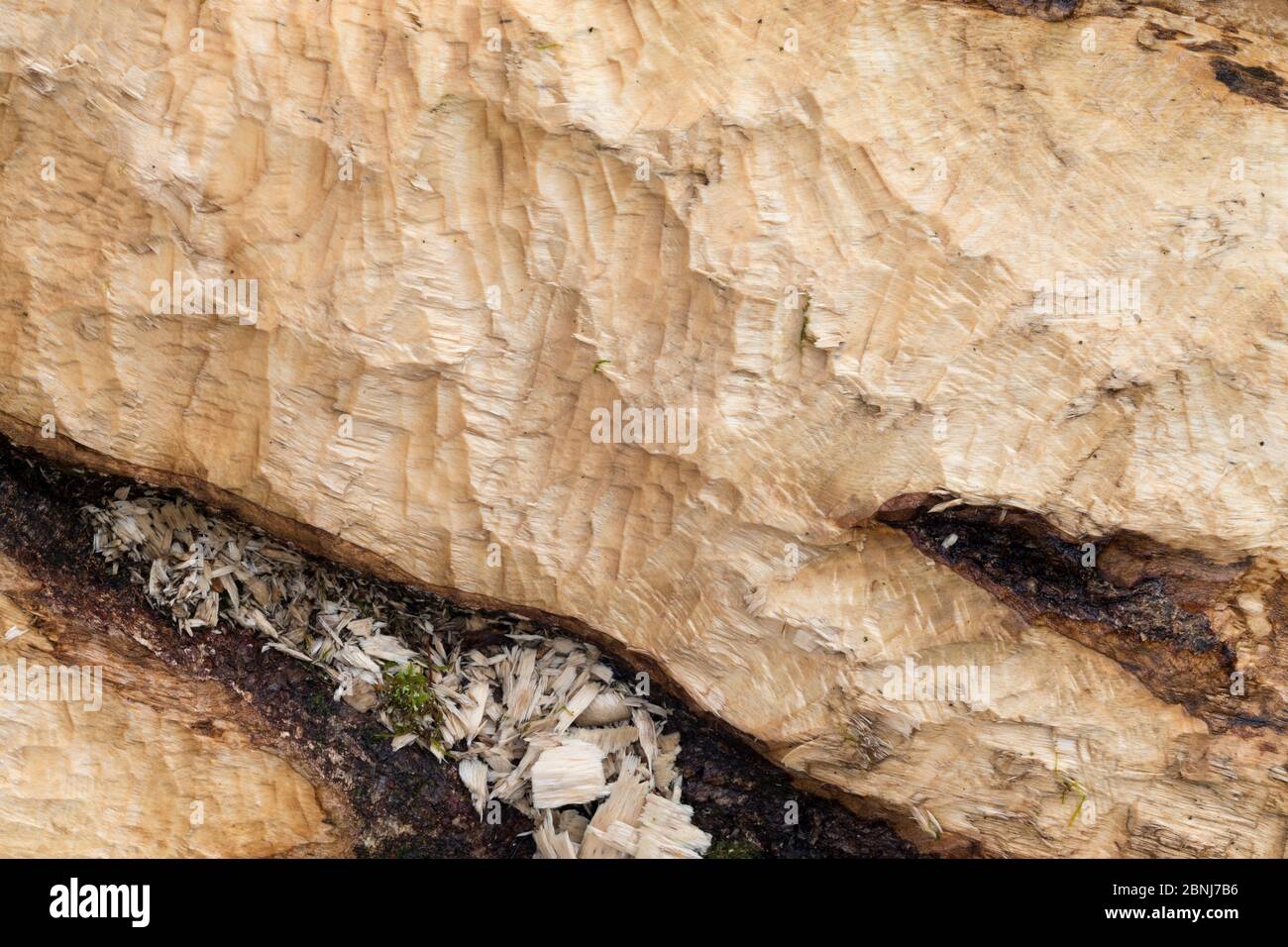 Bite marks hi-res stock photography and images - Alamy