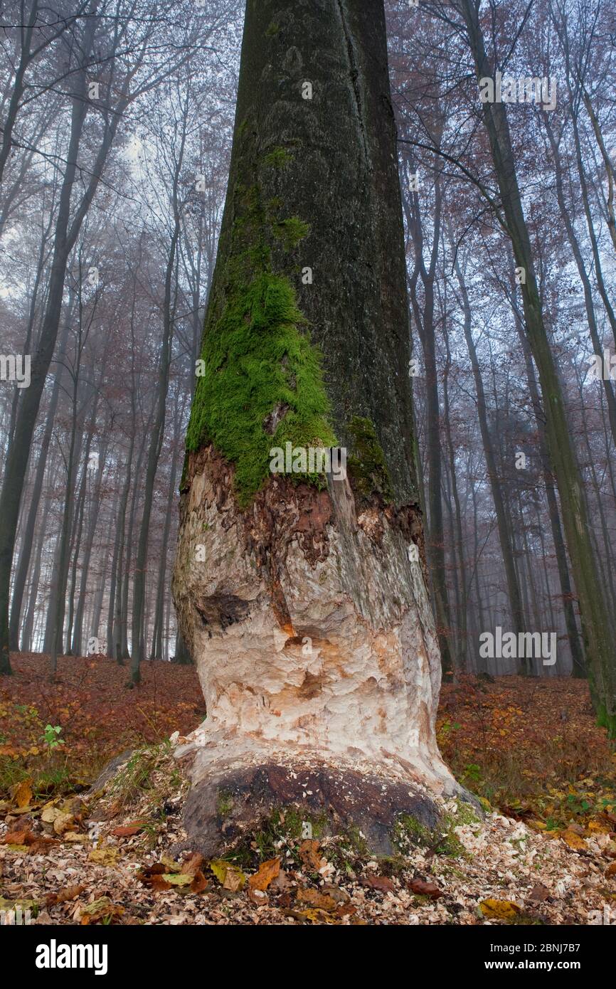 Bite marks hi-res stock photography and images - Alamy