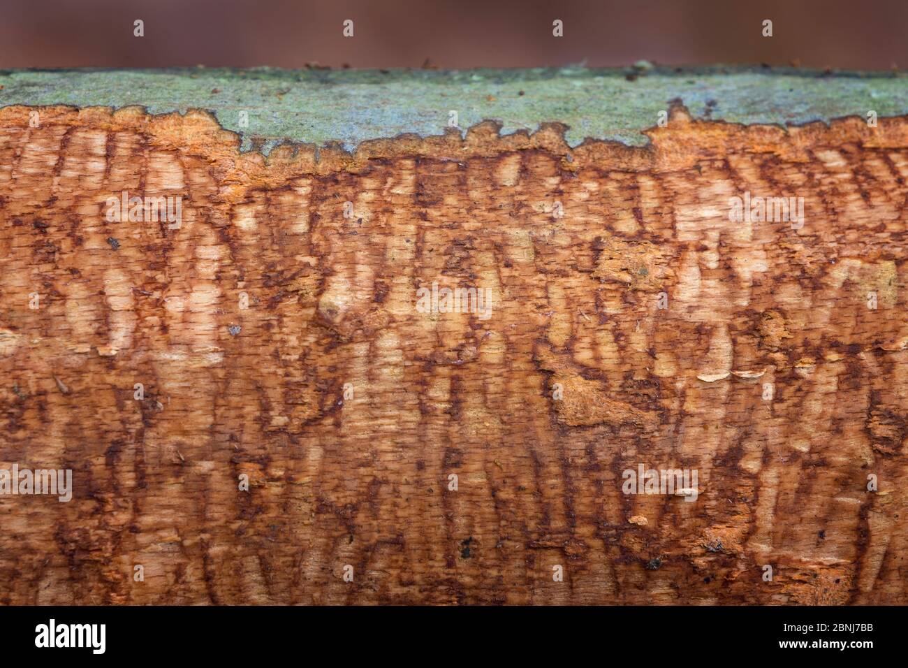 Beaver bite marks hi-res stock photography and images - Alamy