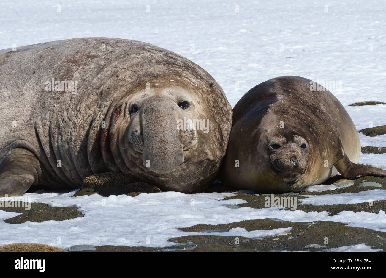 Elephant Seal Male Female Elephant Seal Facts (Genus Mirounga)