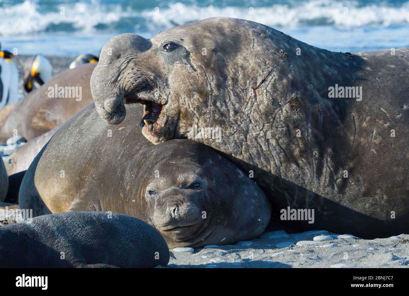 Growling male Southern Elephant seal (Mirounga leonina), Salisbury ...