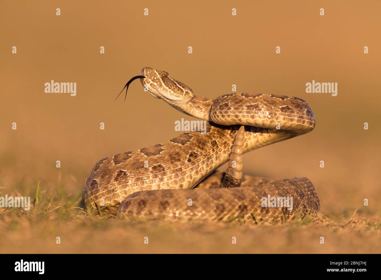 Prairie rattlesnake (Crotalus viridis viridis), threat display, South ...