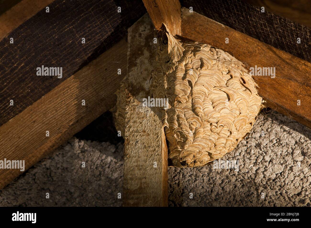 Common wasp (Vespula vulgaris) nest in attic, Bristol. UK Stock Photo ...