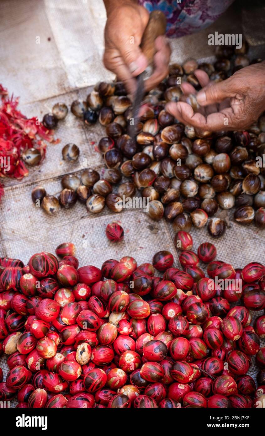 Detail of a woman separating mace from nutmegs, Banda, Maluku, Spice ...