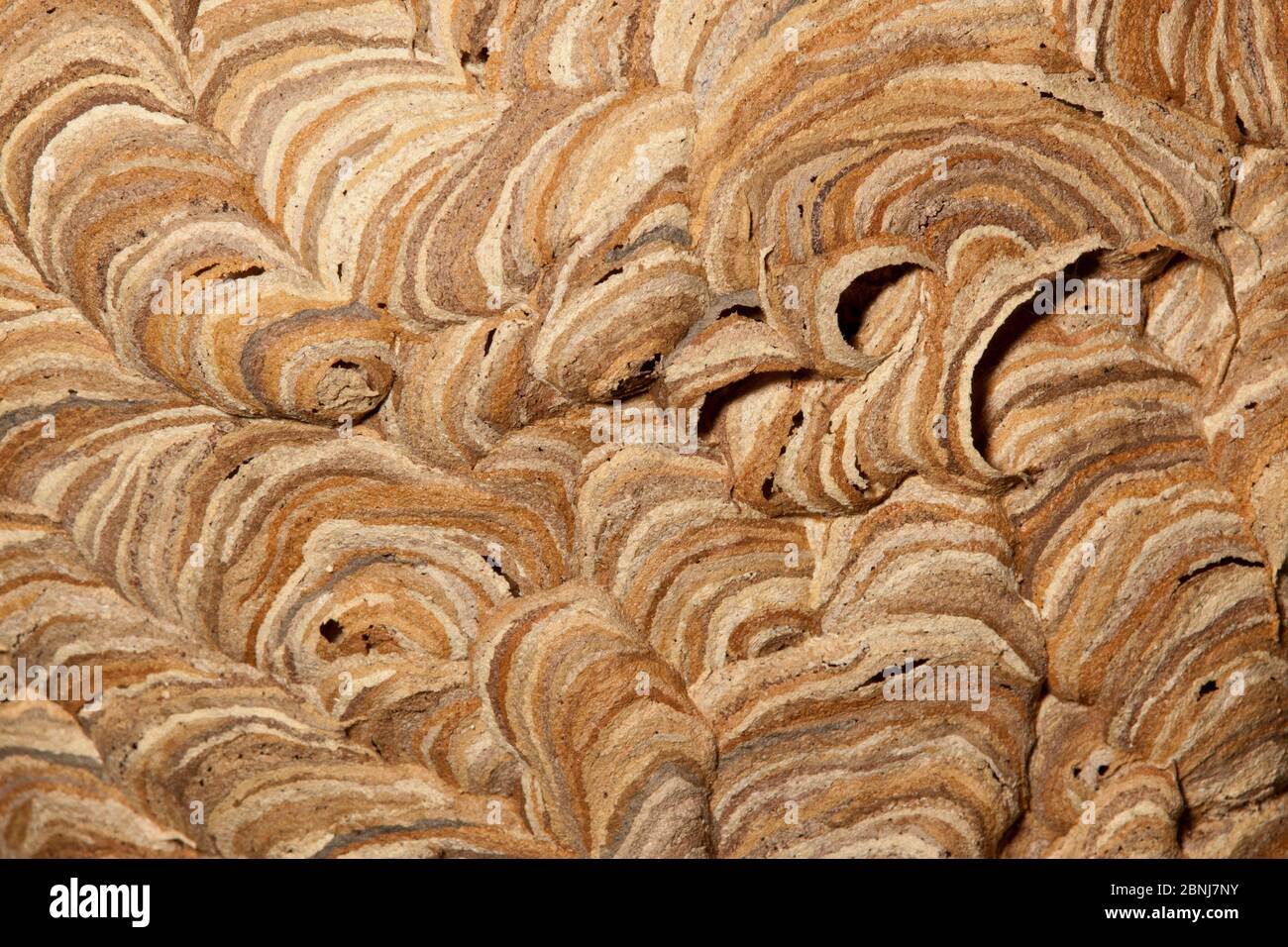 Common wasp (Vespula vulgaris) close up of nest in attic, Bristol. UK ...