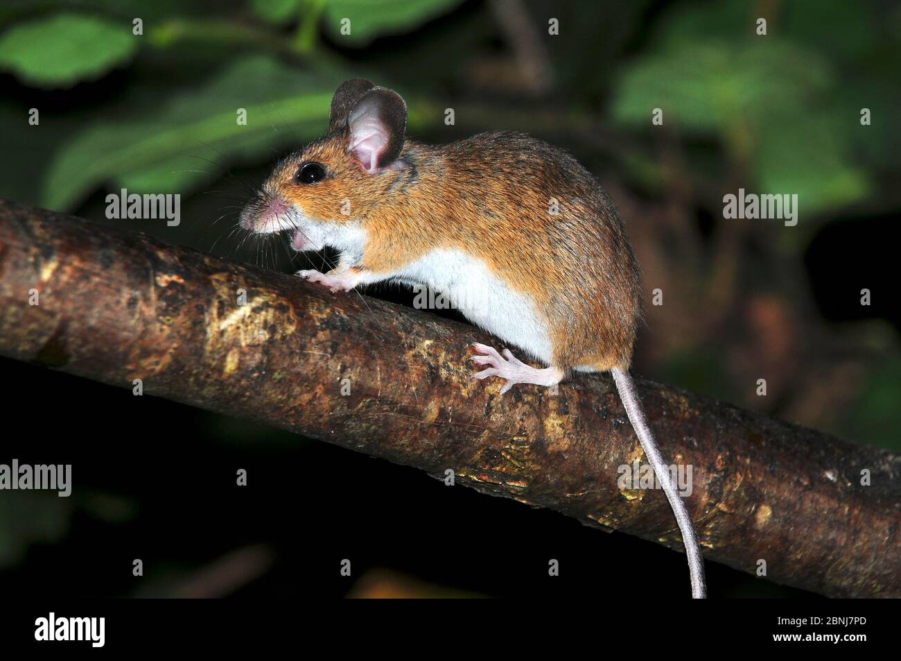 Mouse in hedge in england hi-res stock photography and images - Alamy