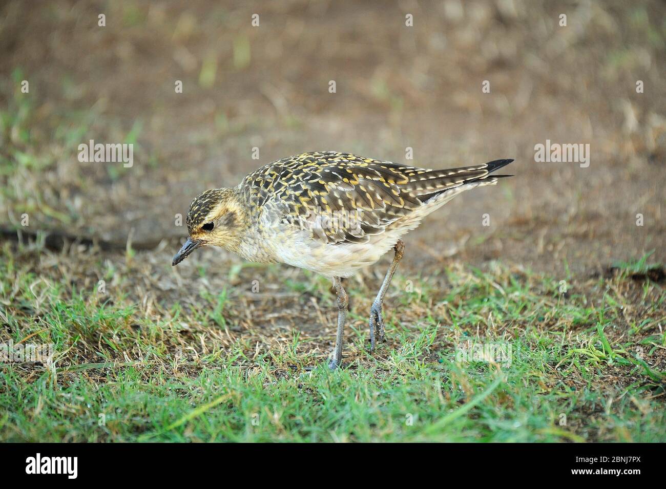 Pacific golden plover (Pluvialis fulva) overwintering in hotel gardens ...