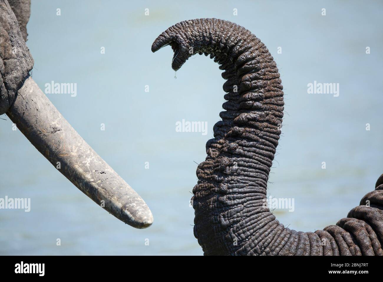 Elephants trunks greeting hi-res stock photography and images - Alamy
