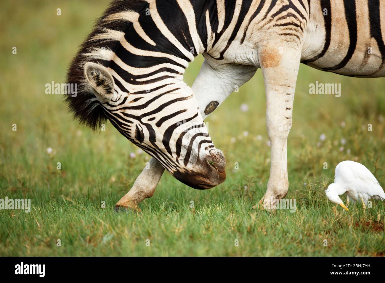 Zebra (Equus quagga) rubbing head on front leg, Rietvlei Nature Reserve ...