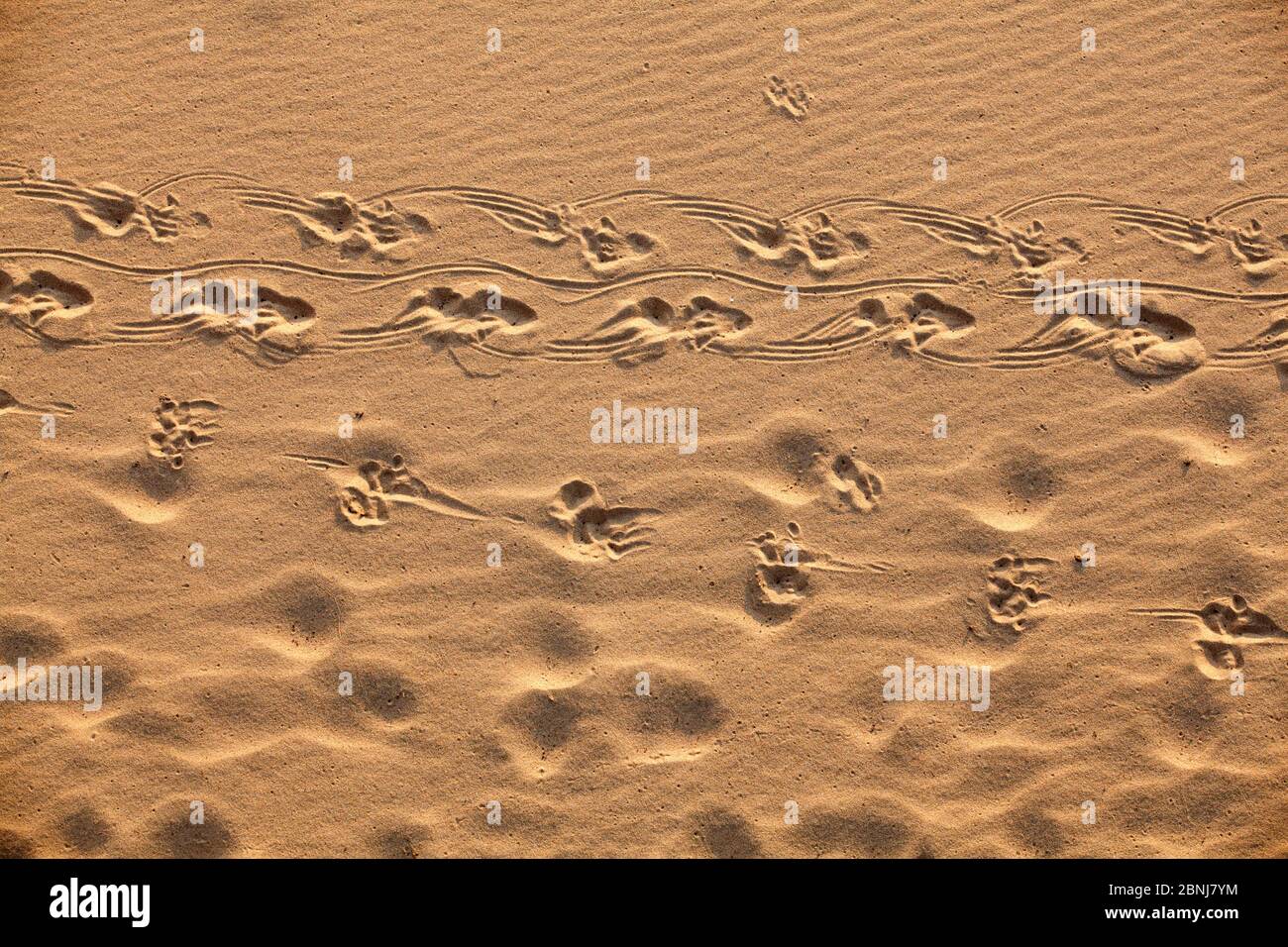 Crocodile (Crocodylus sp) tracks (top) and Baboon (Papio sp) tracks ...