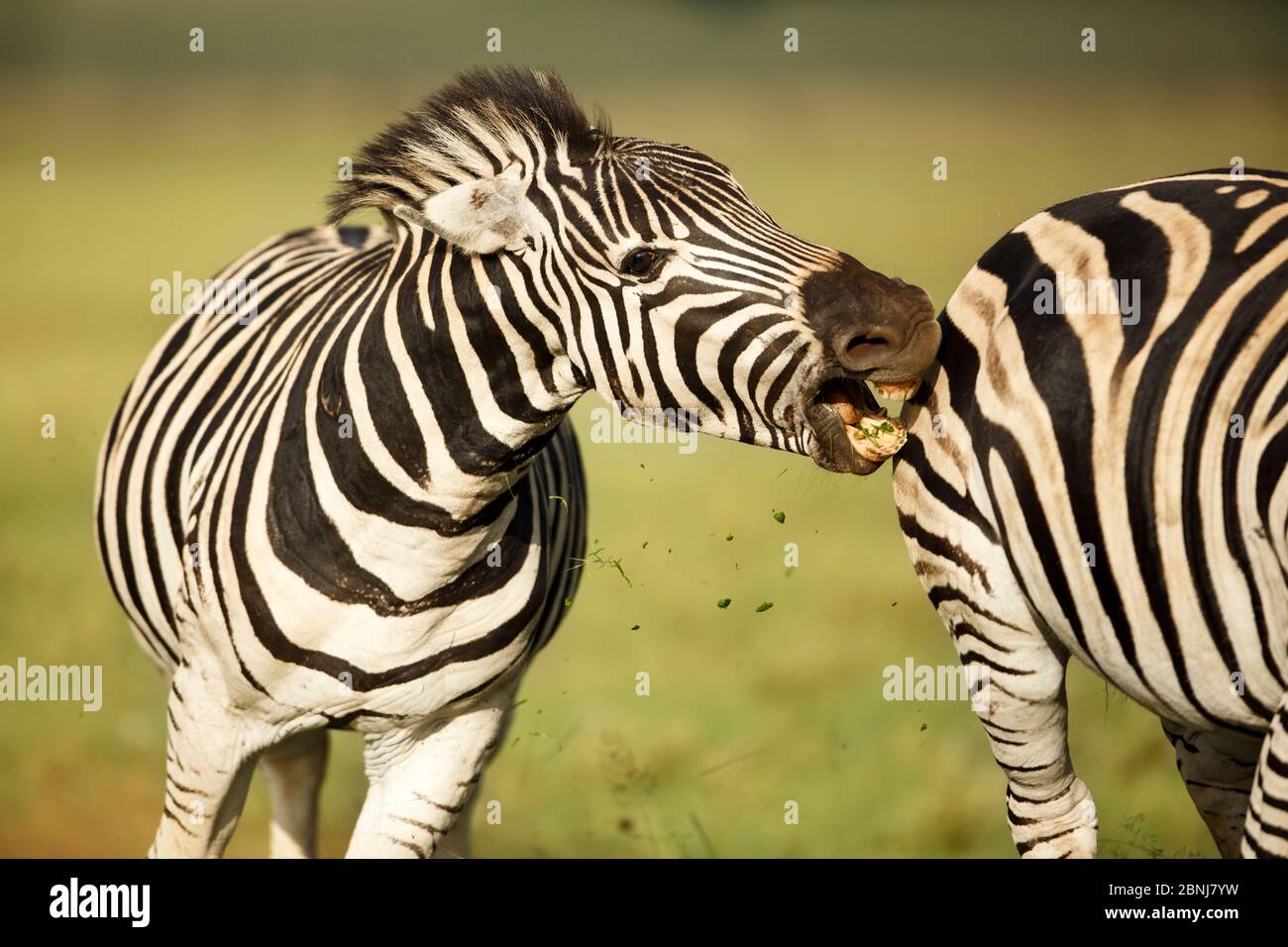 Zebra (Equus quaggai) stallion biting rear of another male during a ...