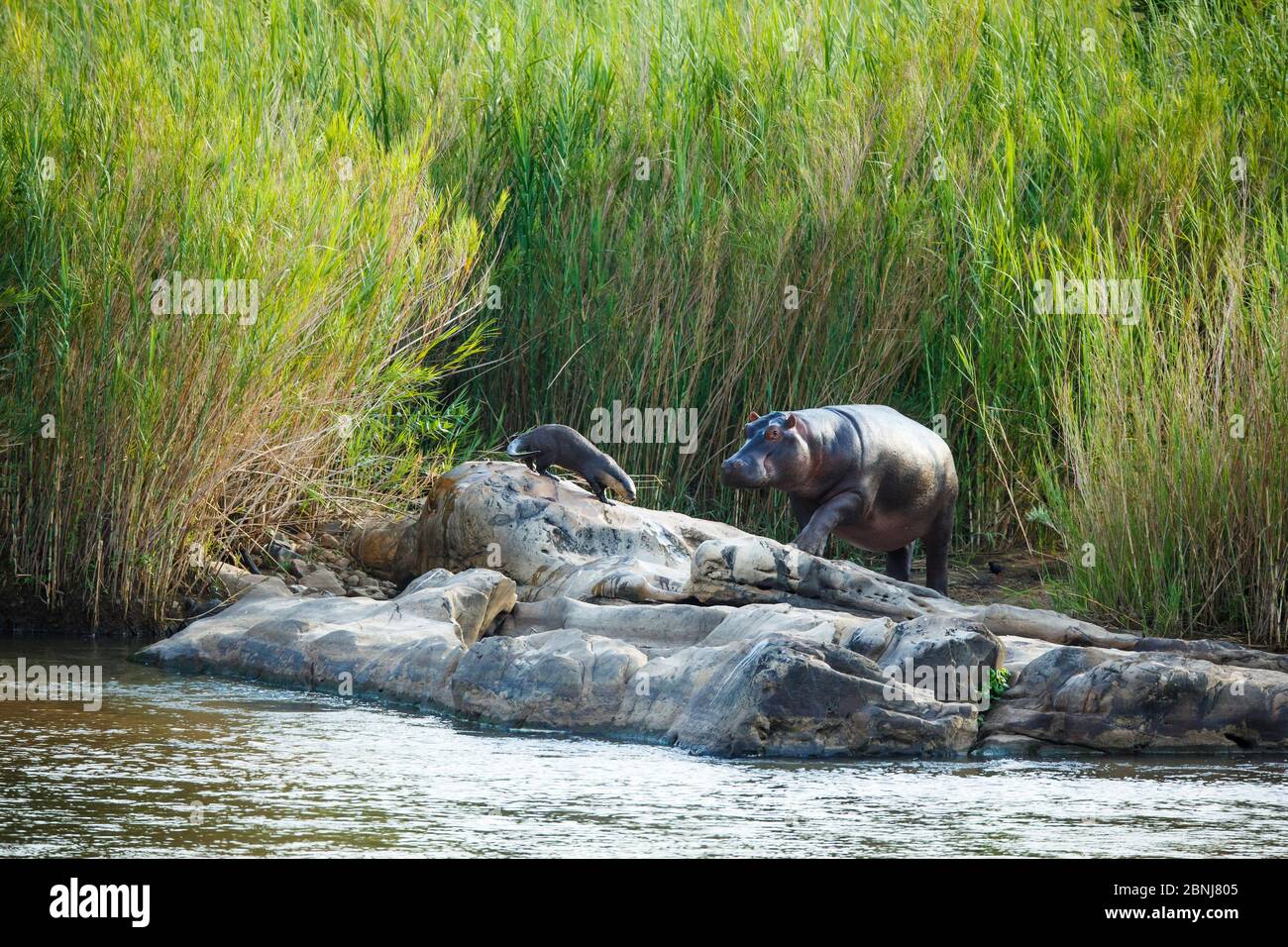 Cape clawless otter (Aonyx capensis) and Hippopotamus (Hippopotamus ...