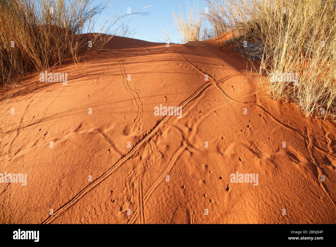 Sand dune insect track hi-res stock photography and images - Alamy
