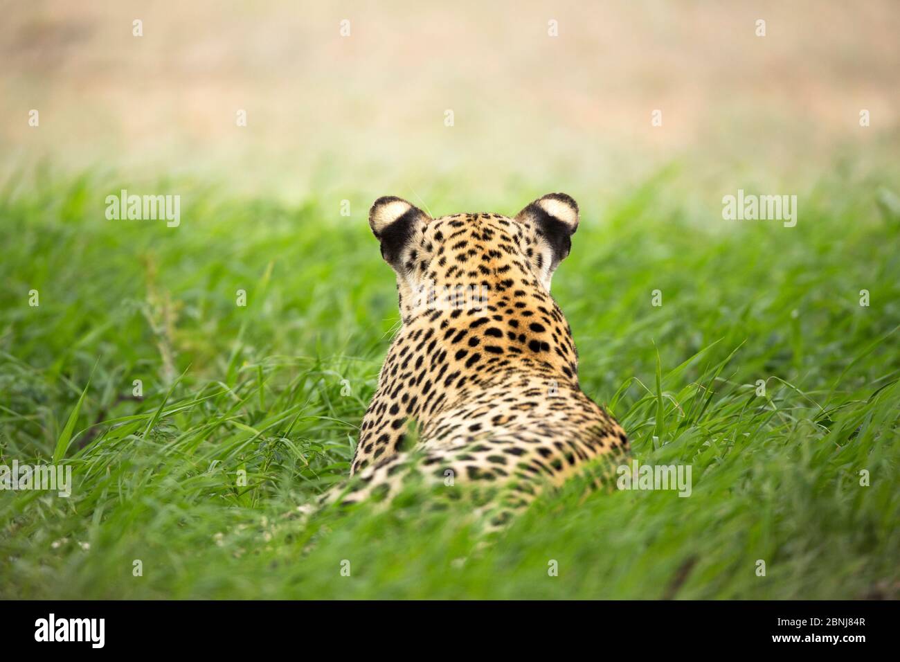 Leopard (Panthera pardus) lying down, rear view, Kgalagadi ...