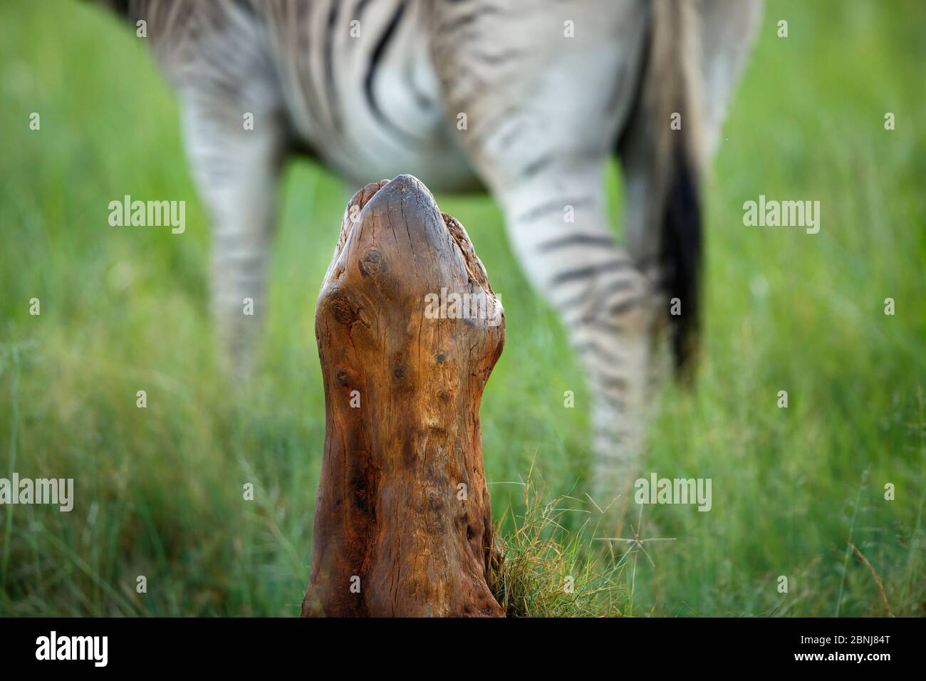 Tree stump used as a rubbing post with Zebra (Equus burchellii) behind ...