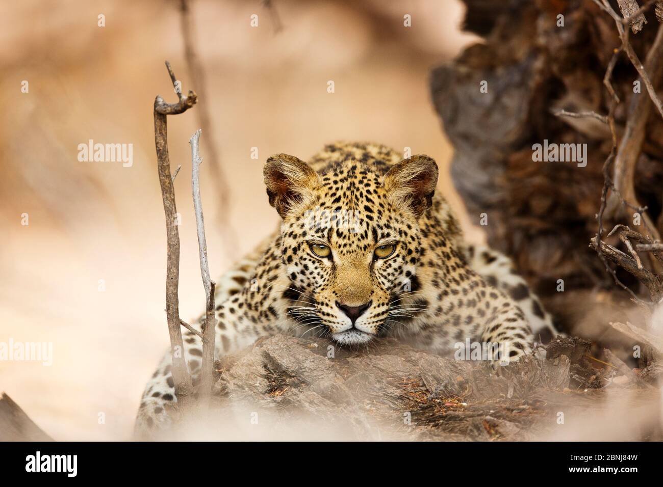 Leopard (Panthera pardus) resting, Kgalagadi Transfrontier Park ...