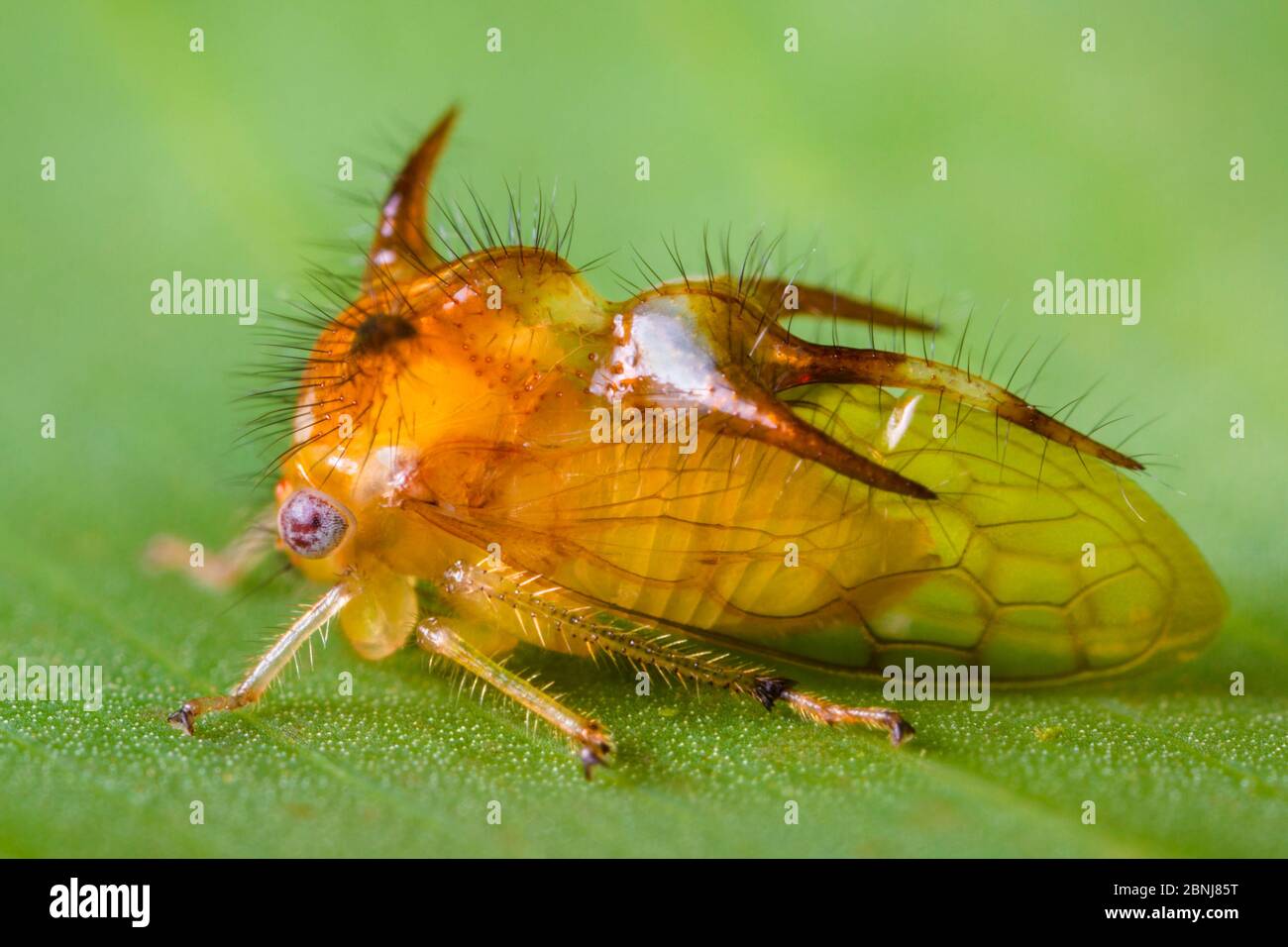 Froghopper (Cercopoidea) Osa Peninsula, Costa Rica Stock Photo - Alamy