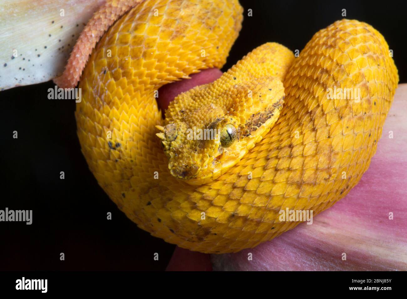Eyelash pit viper (Bothriechis schlegelii) yellow morph on Heliconia ...