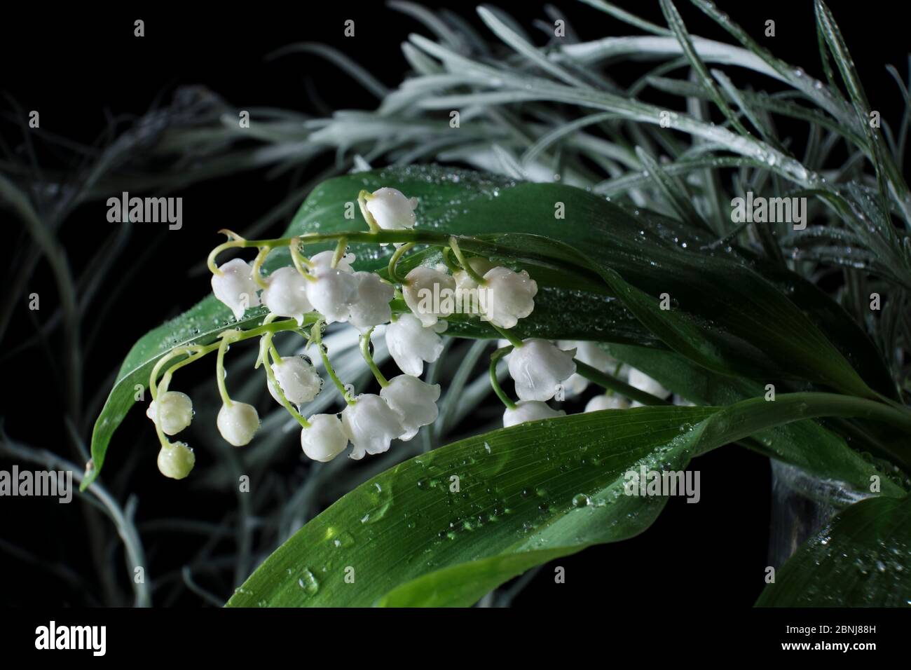 Lily of the valley bunch hi-res stock photography and images - Alamy