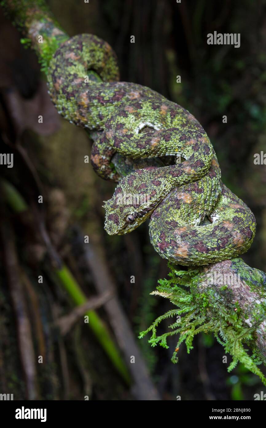 Eyelash pit viper (Bothriechis schlegelii) Corcovado National Park, Osa ...