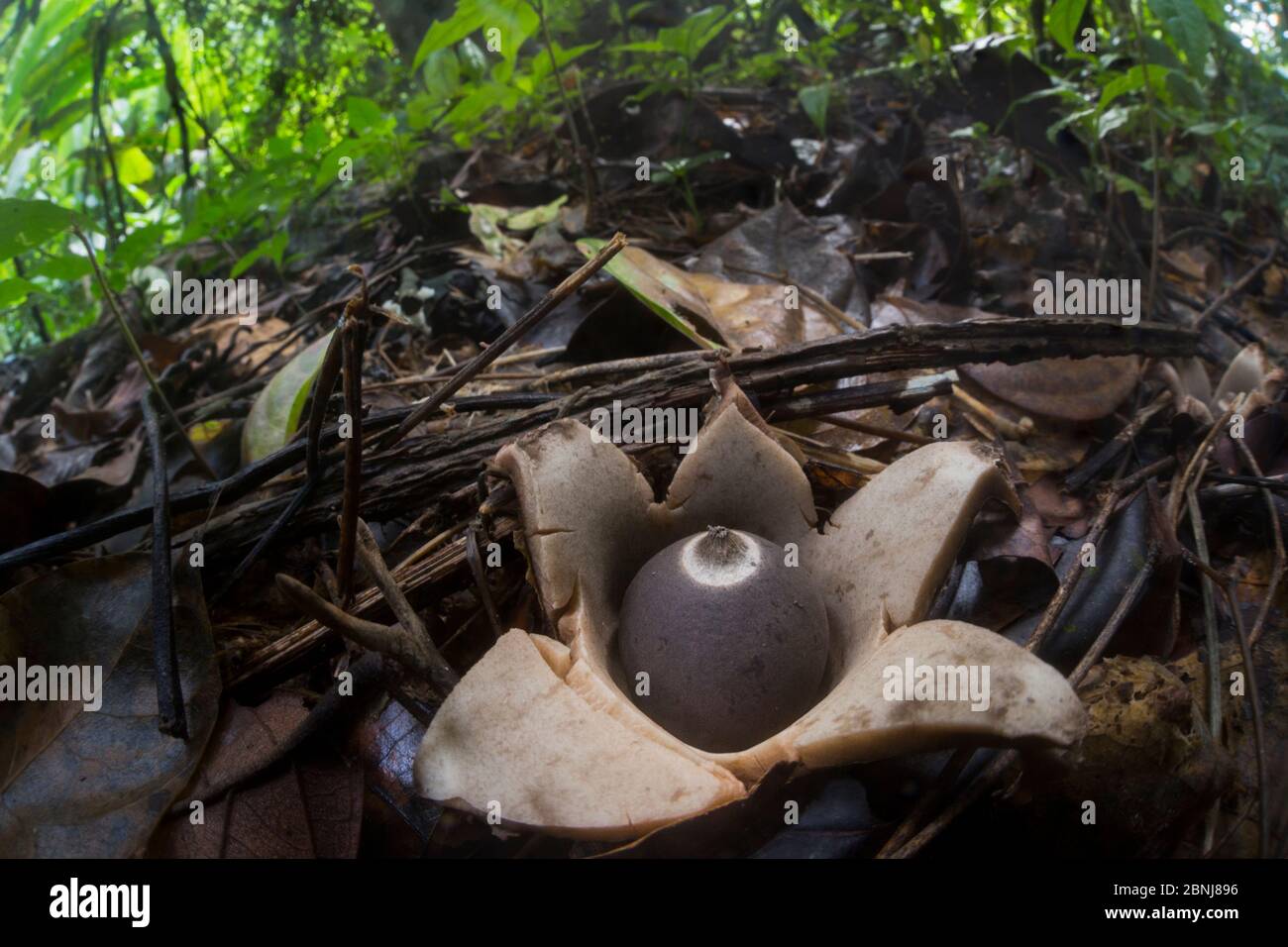 Earth star fungus (Geastraceae) emerging from leaf litter on rainforest ...