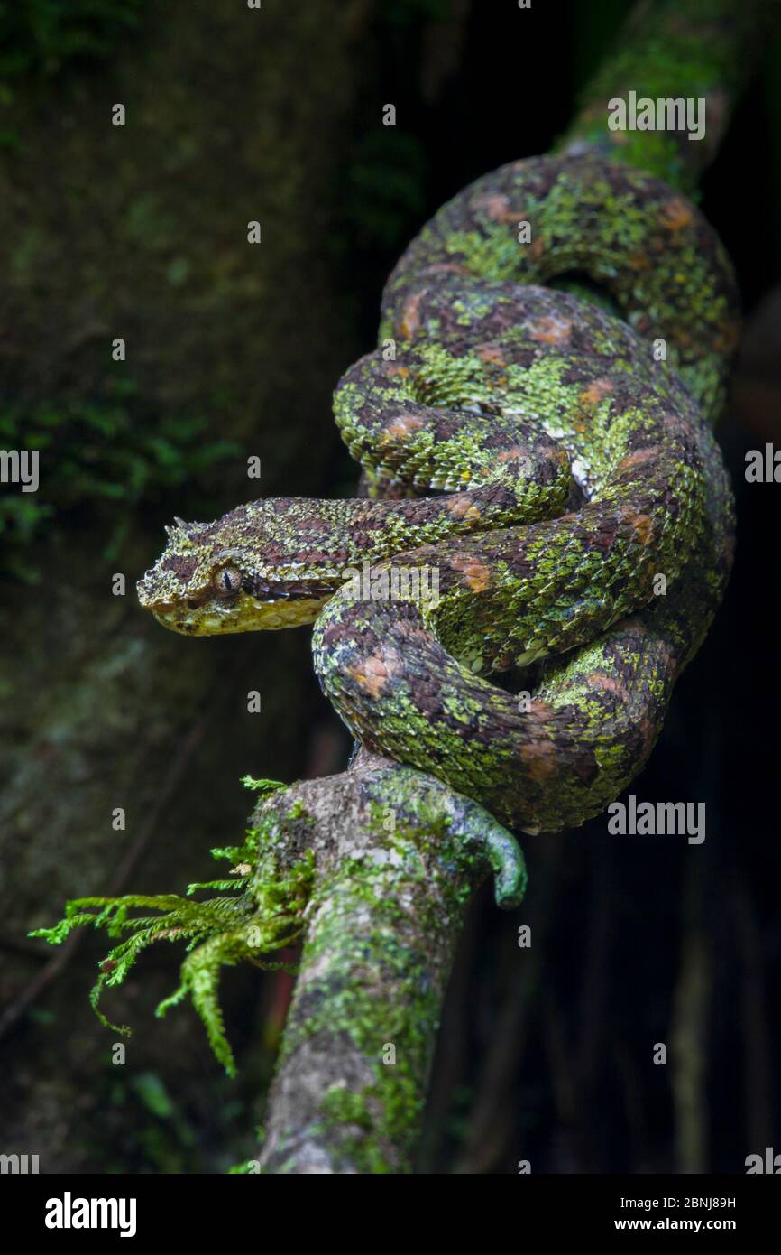 Eyelash pit viper (Bothriechis schlegelii) Corcovado National Park, Osa ...