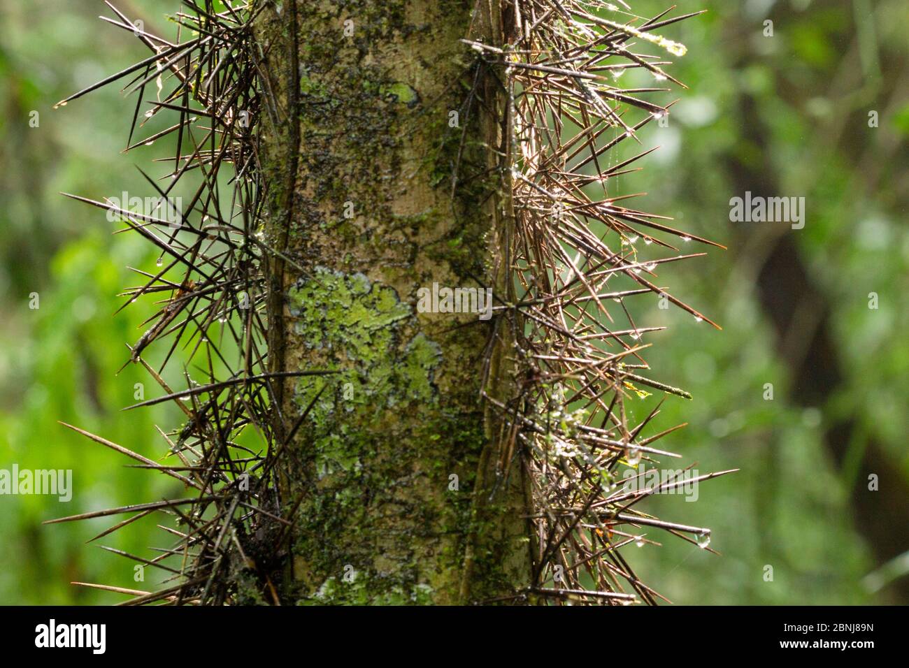Rainforest vegetation covered in long spines. Corcovado National Park ...