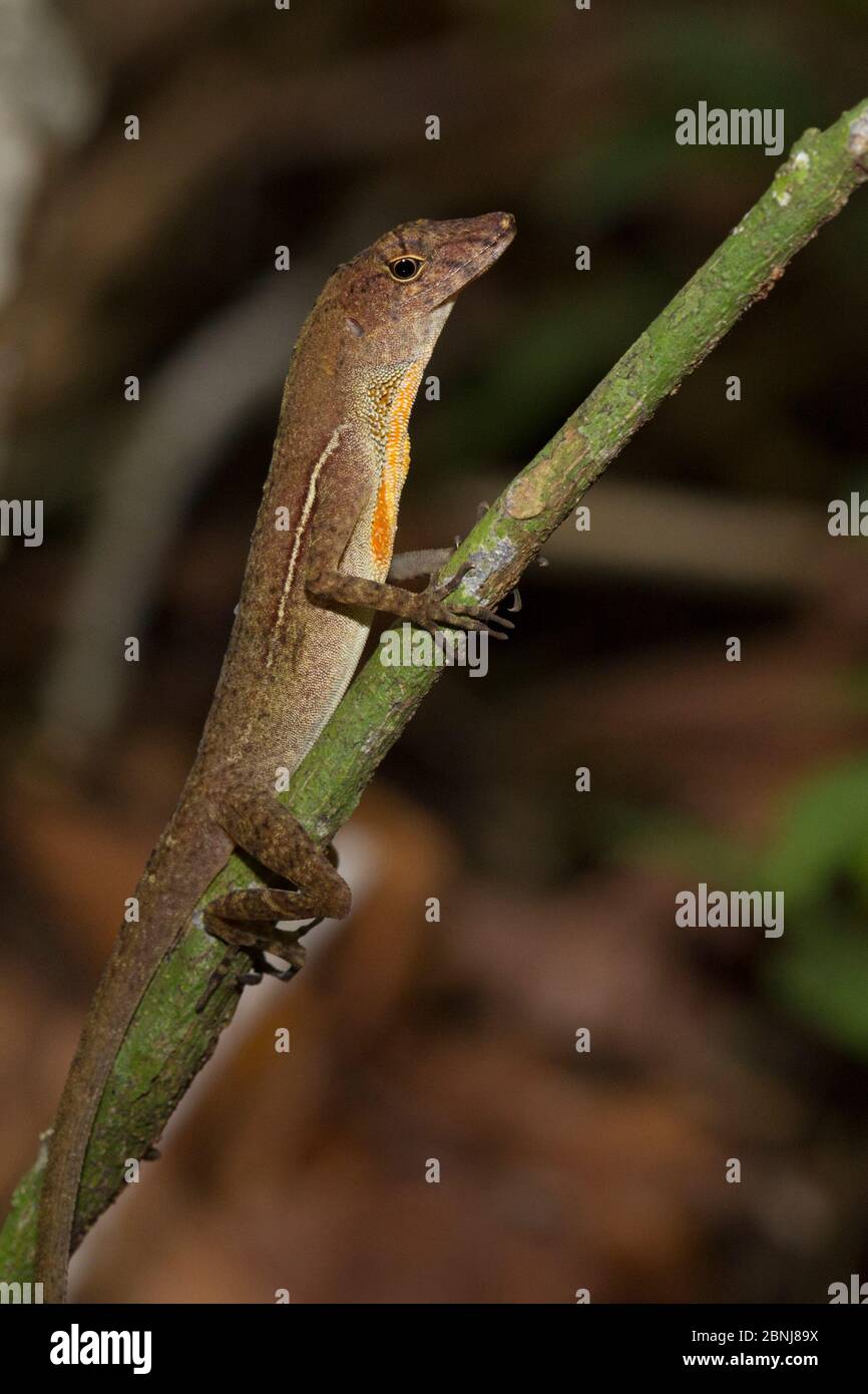 Golfo dulce anole norops hi-res stock photography and images - Alamy