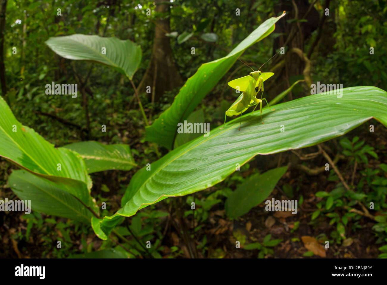 Leaf-mimicking mantis (Choeradodis rhombicollis) in rainforest habitat ...