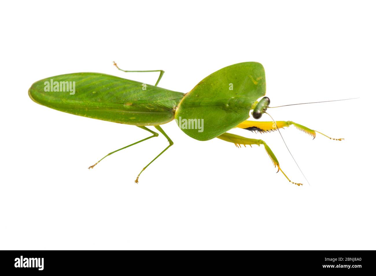 Leaf-mimicking mantis (Choeradodis rhombicollis) photographed on a ...