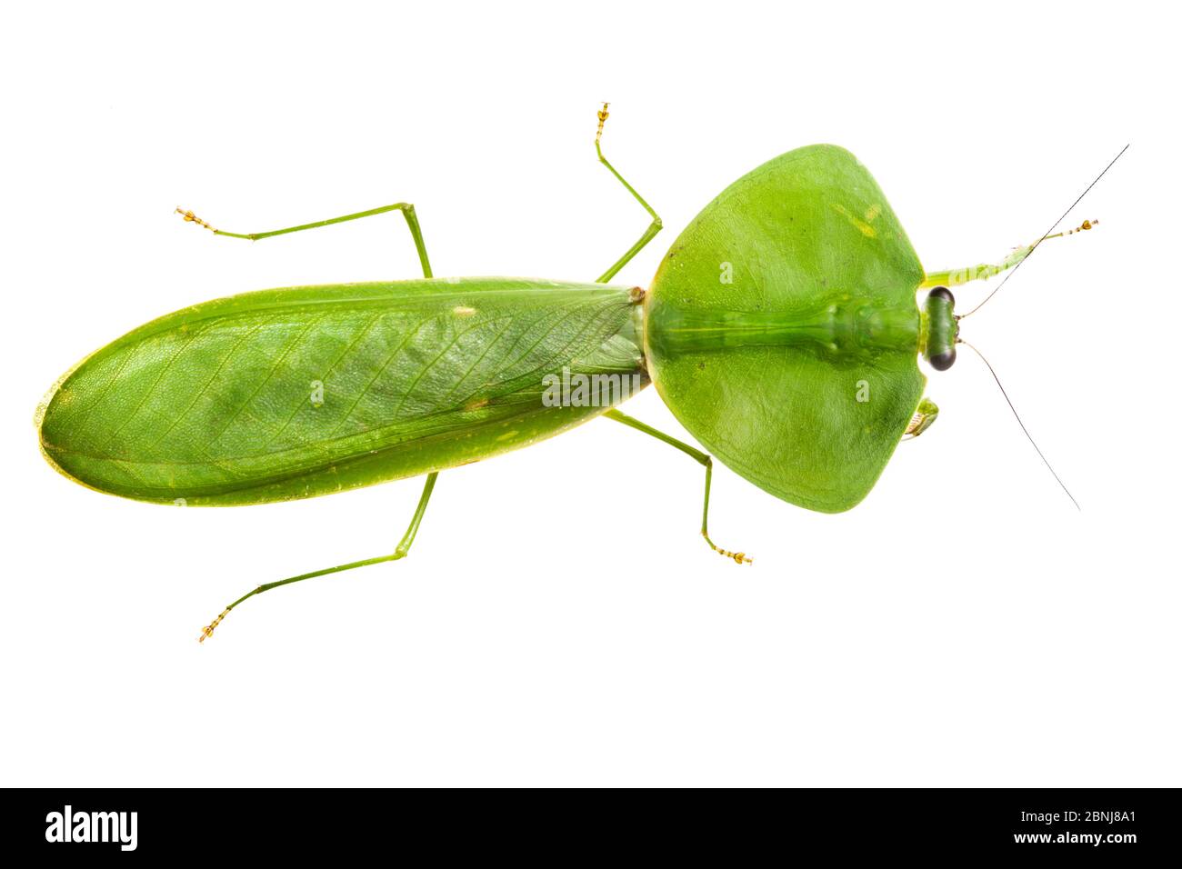 Leaf-mimicking mantis (Choeradodis rhombicollis) photographed on a ...