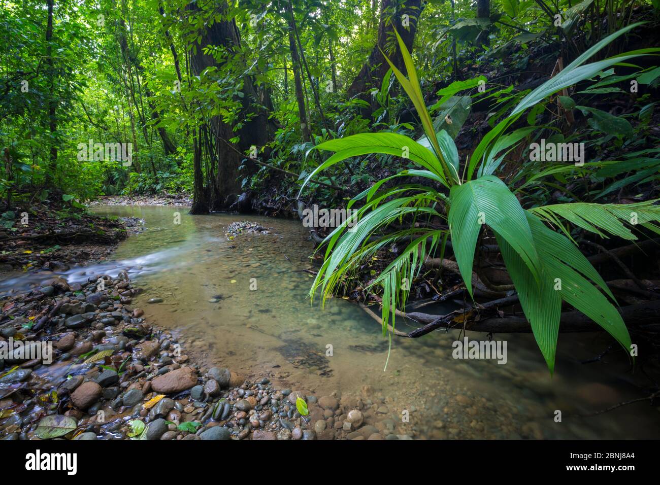 (Cyclanthaceae) plants overhanging a rainforest river, Corcavado ...