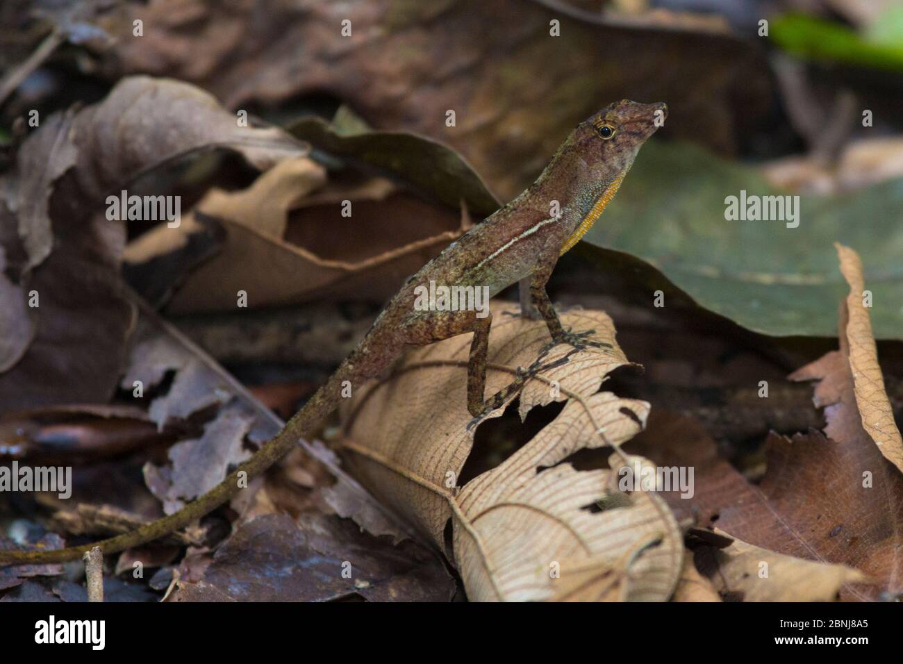 Golfo dulce / Many-scaled anole (Norops / Anolis polylepis) male ...