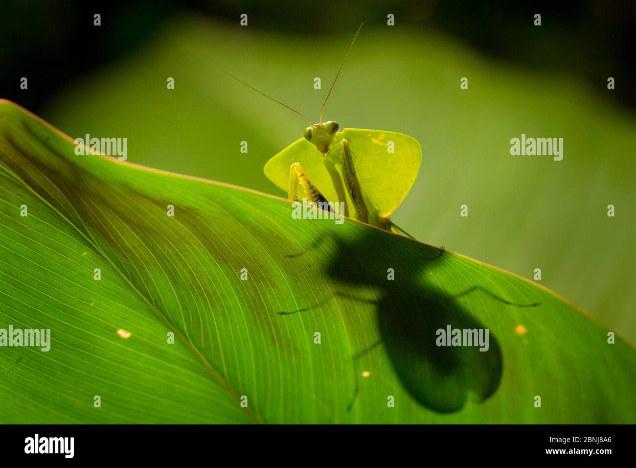 Leaf-mimicking mantis (Choeradodis rhombicollis) in rainforest habitat ...