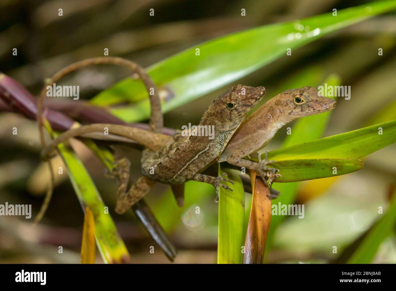 Golfo dulce / Many-scaled anole (Norops / Anolis polylepis) mating pair ...