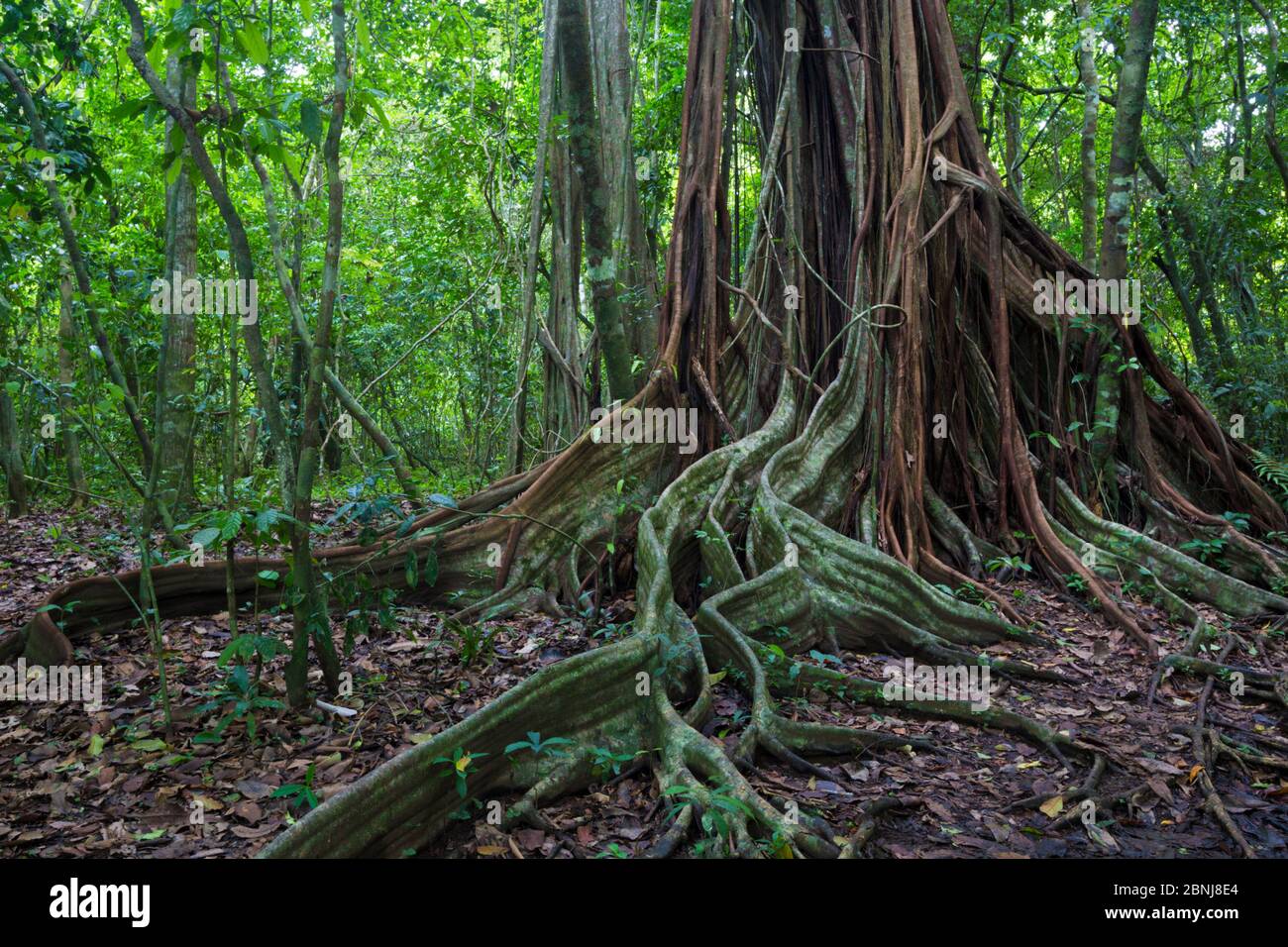 Strangler fig (Ficus sp) huge aerial roots, Corcovado National Park ...