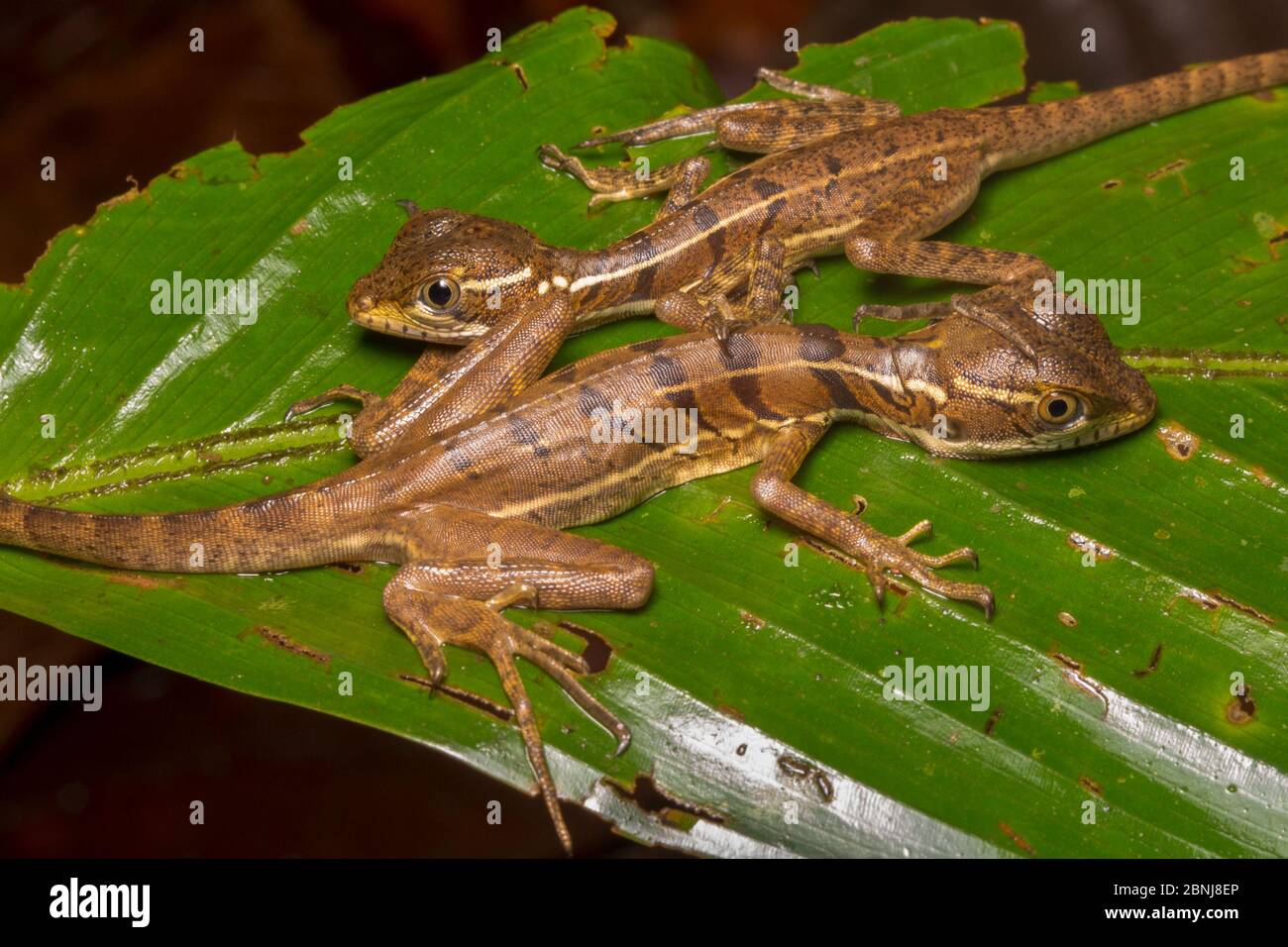 Common basilisk lizard (Basiliscus basiliscus) two juveniles on leaf ...