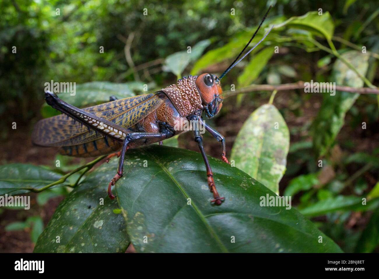 Giant grasshopper (Tropidacris cristata) Corcovado National Park, Osa ...